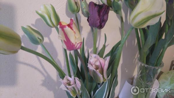 Отзыв о Луковицы тюльпанов Aviflora | Дорого, но в подарок можно купить ...