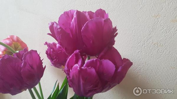 Отзыв о Луковицы тюльпанов Aviflora | Дорого, но в подарок можно купить ...