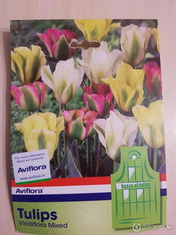 Отзыв о Луковицы тюльпанов Aviflora | Дорого, но в подарок можно купить ...