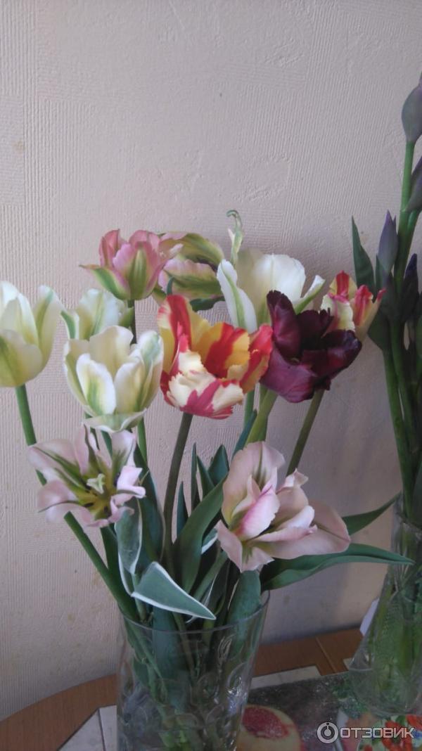 Отзыв о Луковицы тюльпанов Aviflora | Дорого, но в подарок можно купить ...
