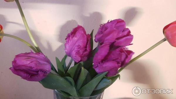 Отзыв о Луковицы тюльпанов Aviflora | Дорого, но в подарок можно купить ...