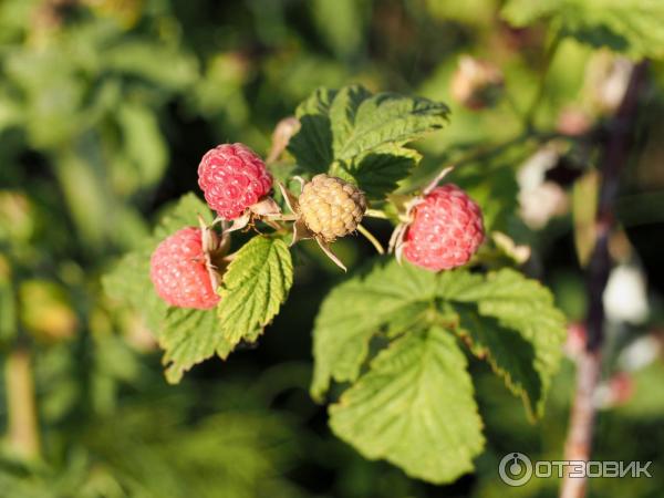 Отзыв о Спидбустер Pixco M42-Micro 4/3 | Speed booster безоговорочно ...