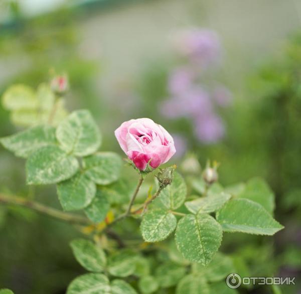 Отзыв о Спидбустер Pixco M42-Micro 4/3 | Speed booster безоговорочно ...