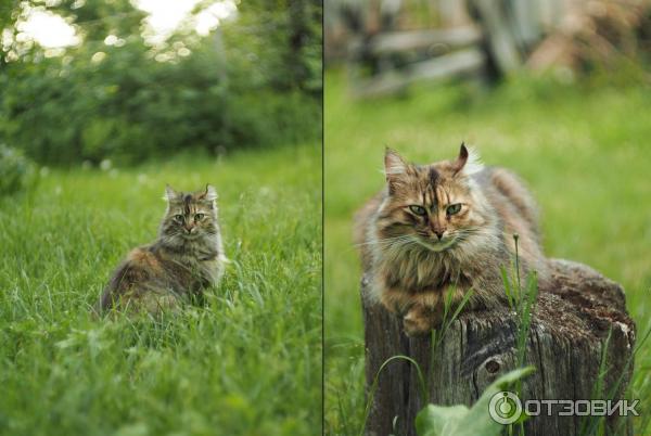 Отзыв о Спидбустер Pixco M42-Micro 4/3 | Speed booster безоговорочно ...