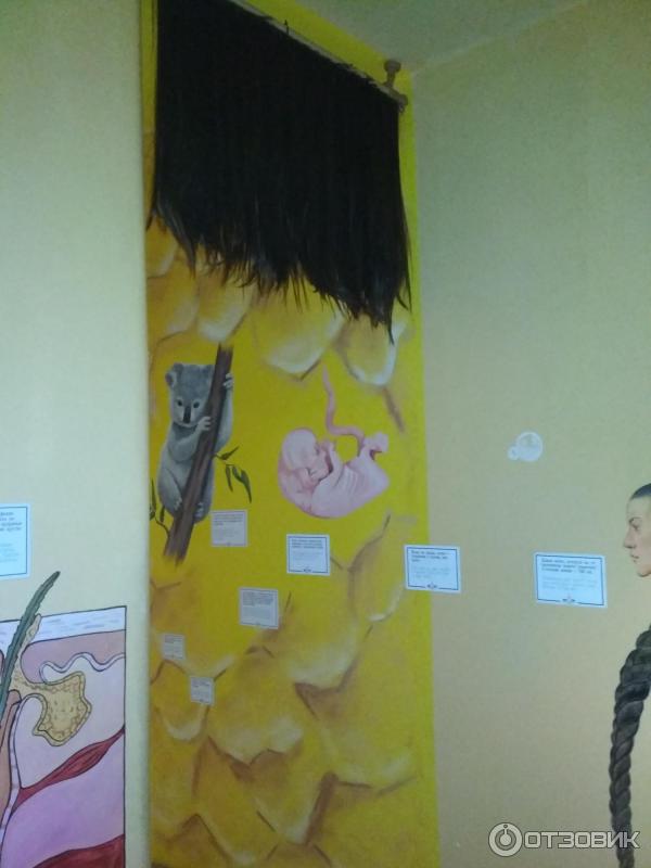 Отзыв о Музей "Внутри человека" (Россия, Москва) | Познавательно, но ...